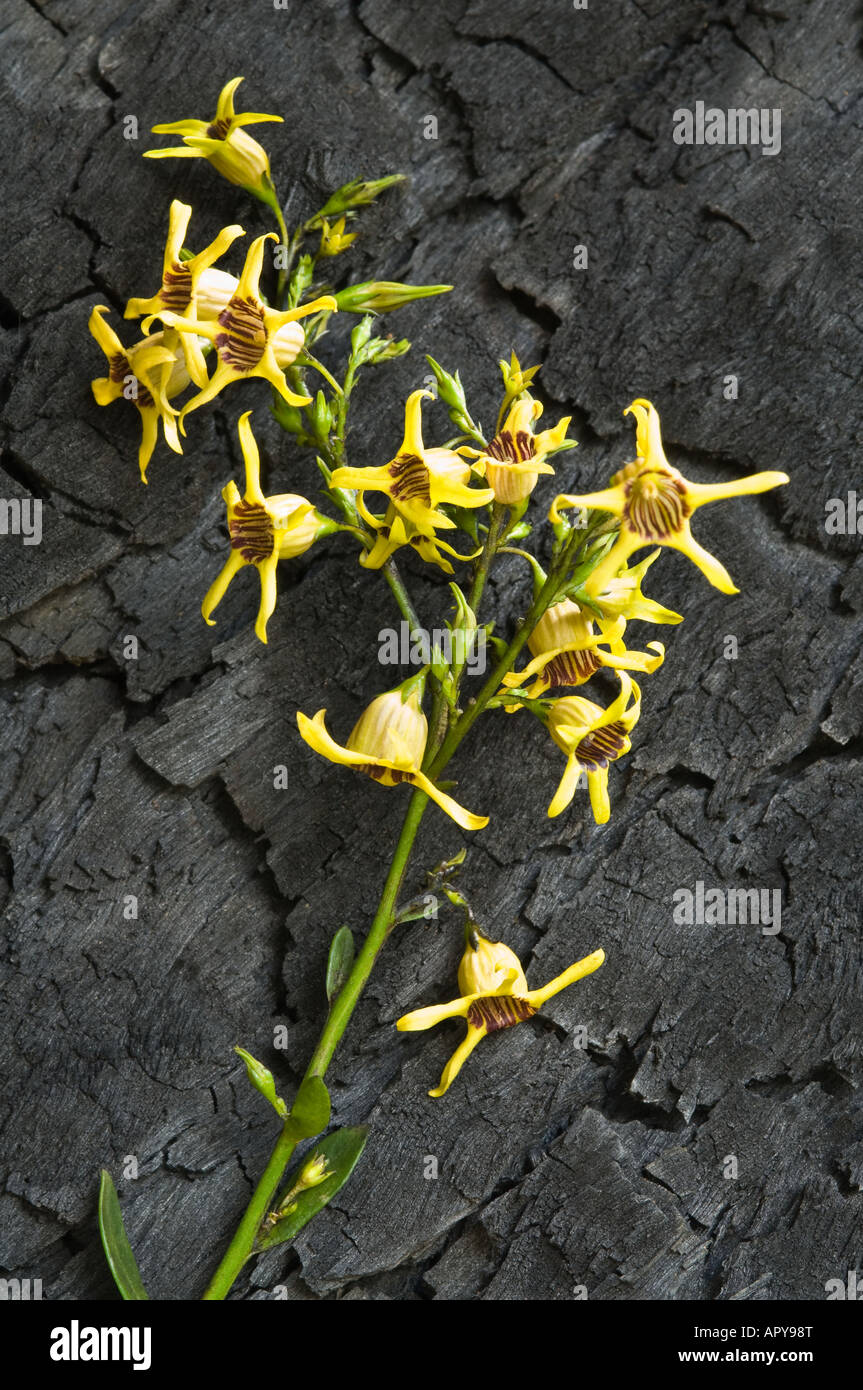 Red Striped Yellow Tailflower (Anthocercis ilicifolia) against burned ...
