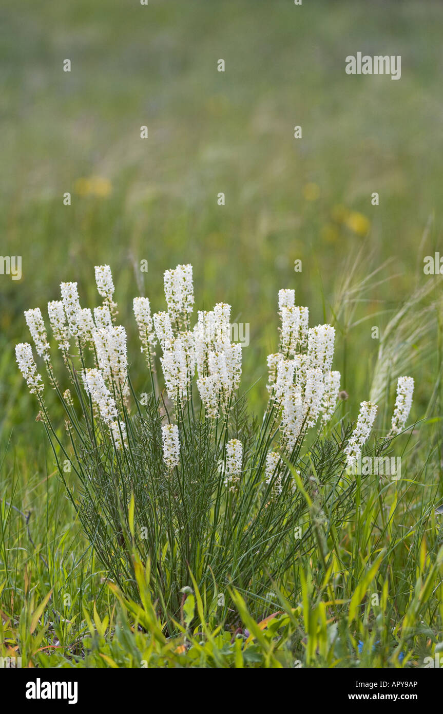 White Candles Stackhousia monogyna flowers Wambyn near York Western ...