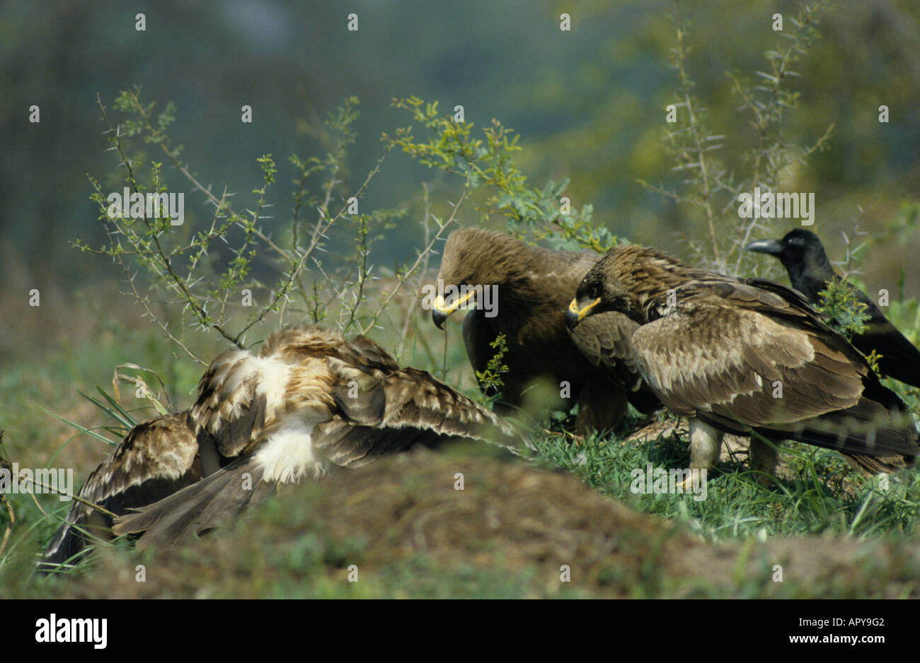Steppe Eagle (Aquila nipalensis) sub adult birds feeding at carrion ...