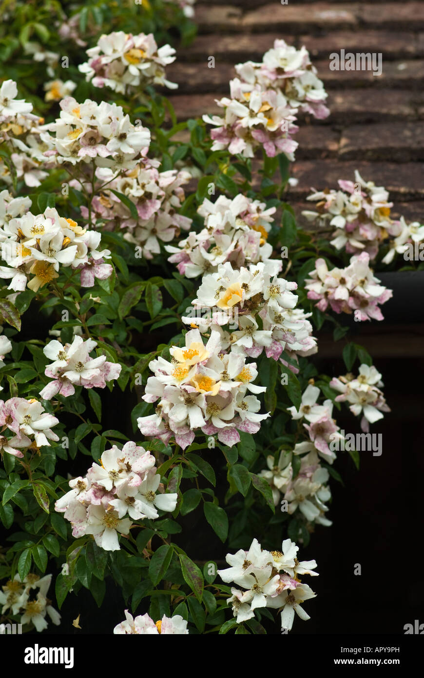 Cluster flowered white climbing rambling rose Rosa Wedding Day in a ...