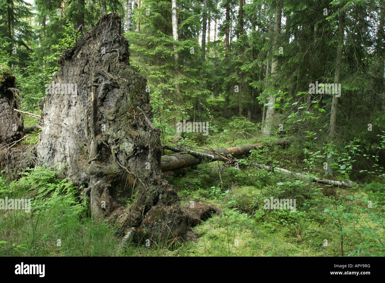 Root ball fallen pine tree hi-res stock photography and images - Alamy