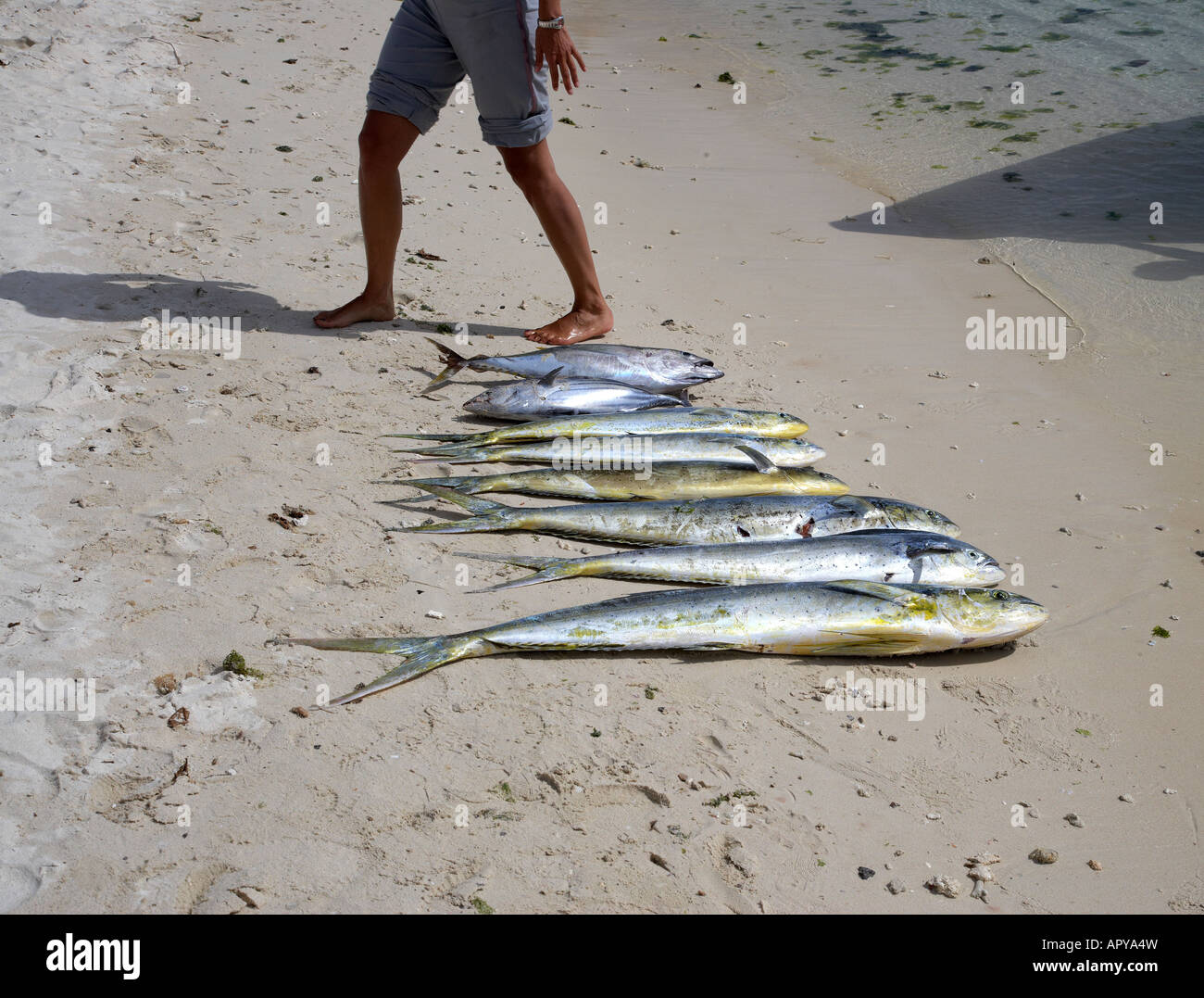 Fish on a Beach In Mauritius Stock Photo - Alamy