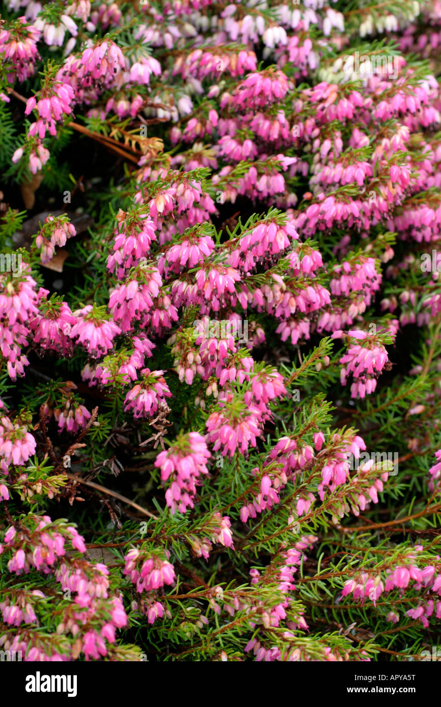 Erica carnea December Red Stock Photo - Alamy