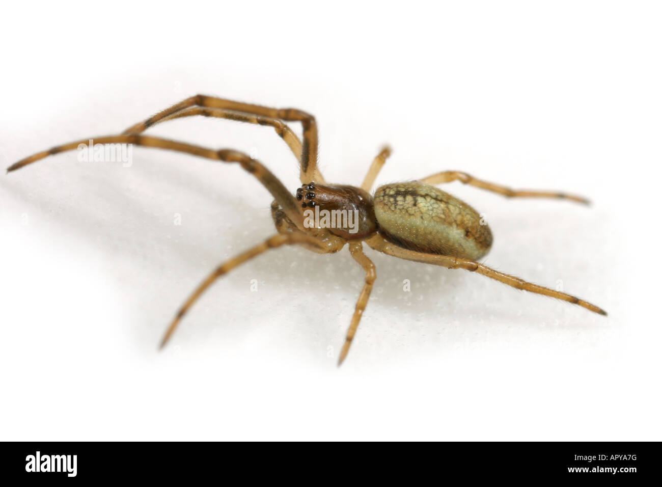 Female Tetragnatha extensa spider, Tetragnathidae family, called Long ...