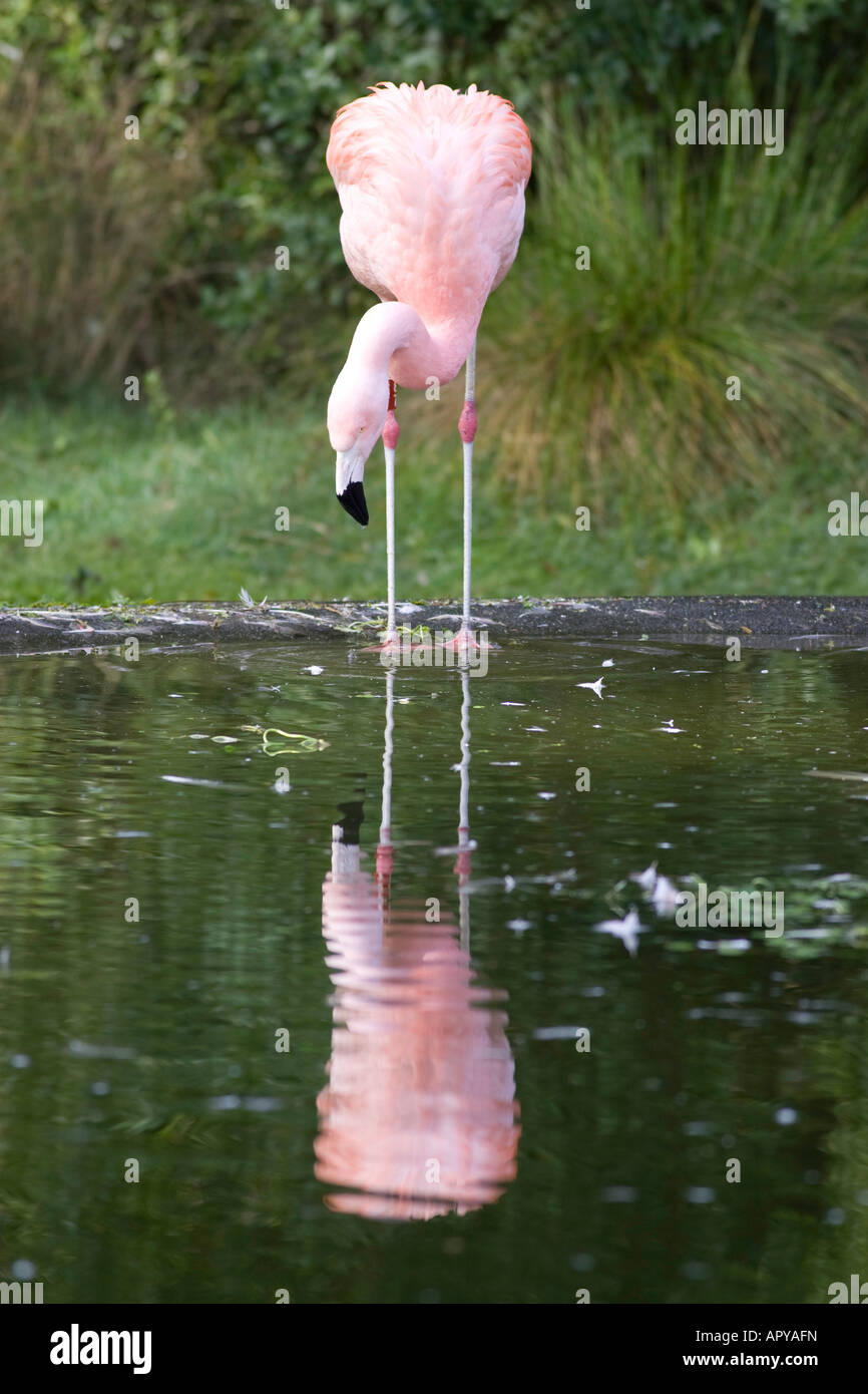 Captive Greater Flamingo Stock Photo - Alamy