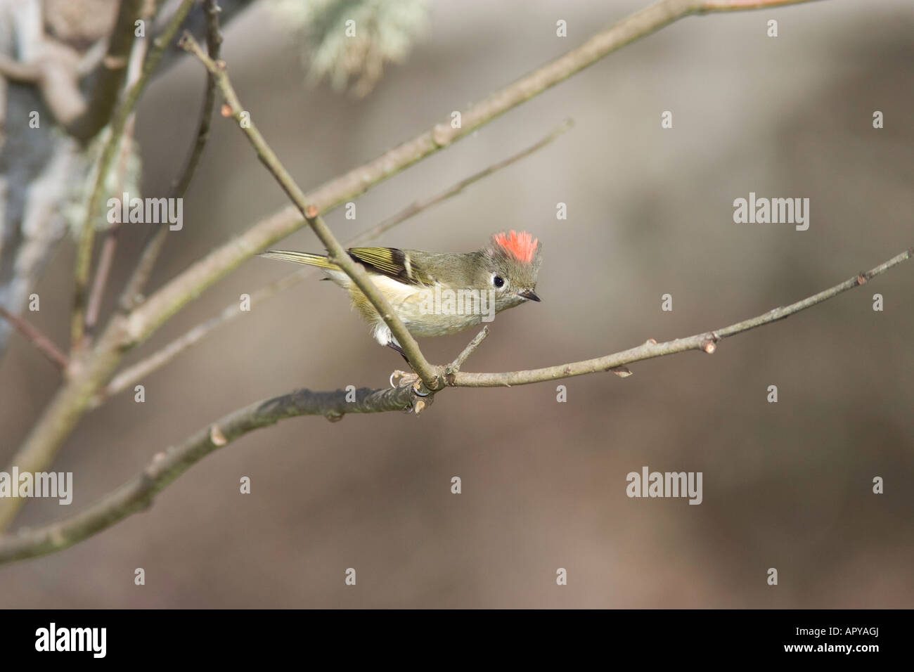 Ruby crowned kinglet hi-res stock photography and images - Alamy