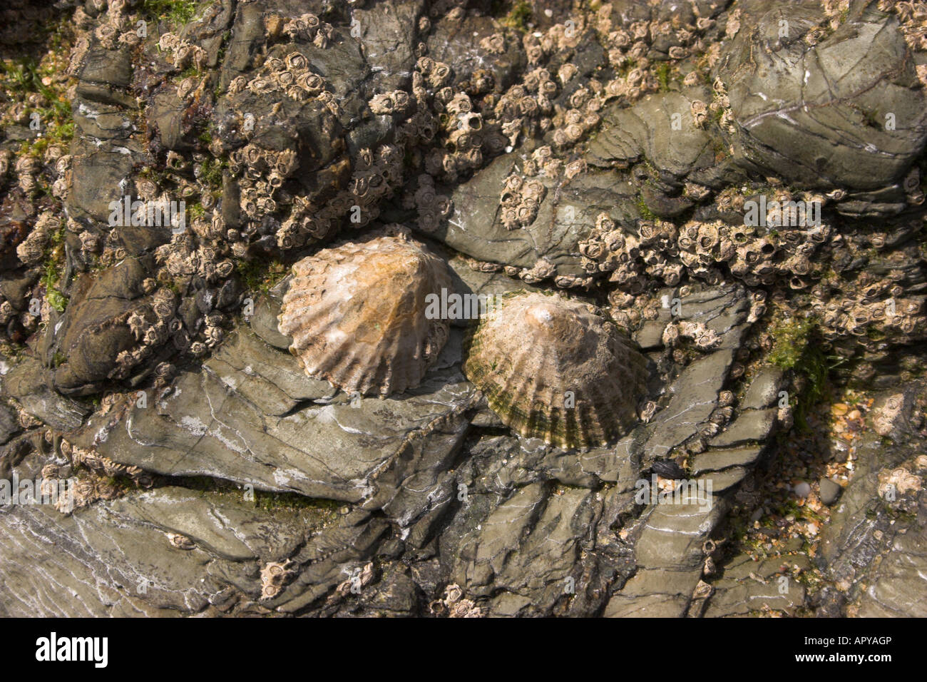 Limpit hi-res stock photography and images - Alamy