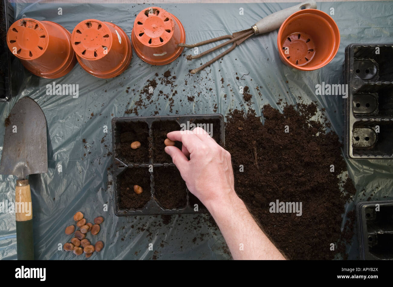 Planting broad beans in seed tray Stock Photo - Alamy
