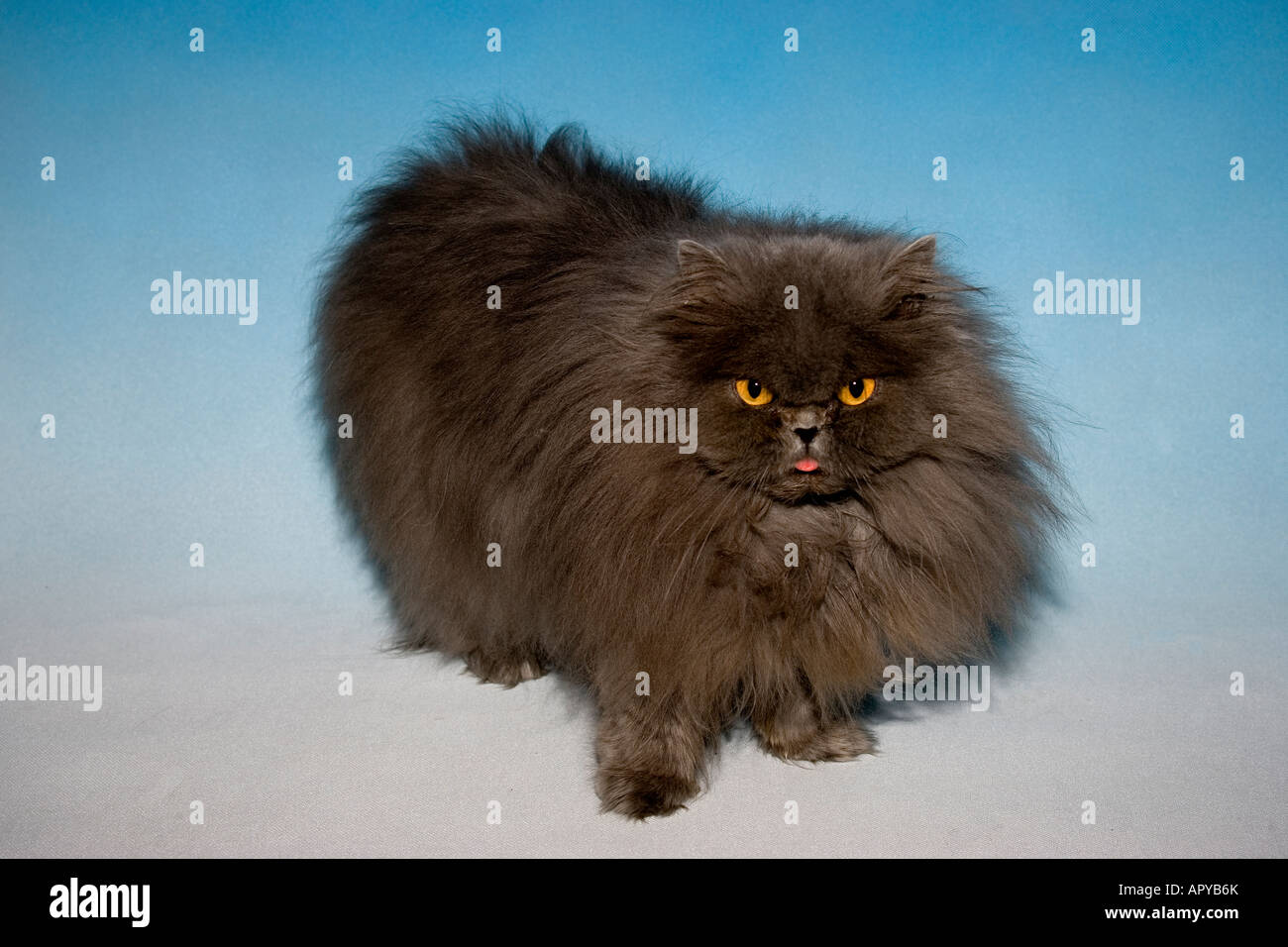 Persian grey cat hi-res stock photography and images - Alamy