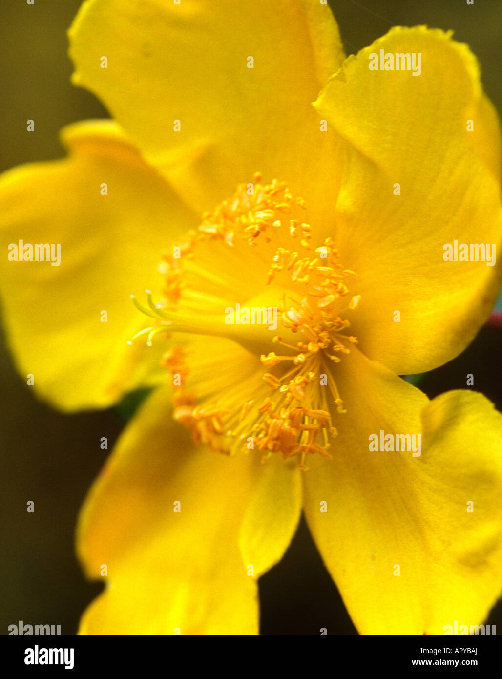 Yellow tutsan flower hi-res stock photography and images - Alamy