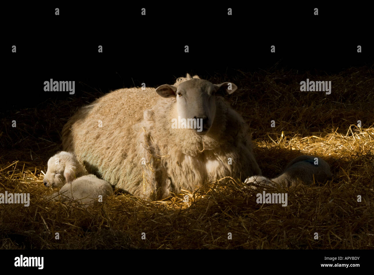 Born in a barn hi-res stock photography and images - Alamy