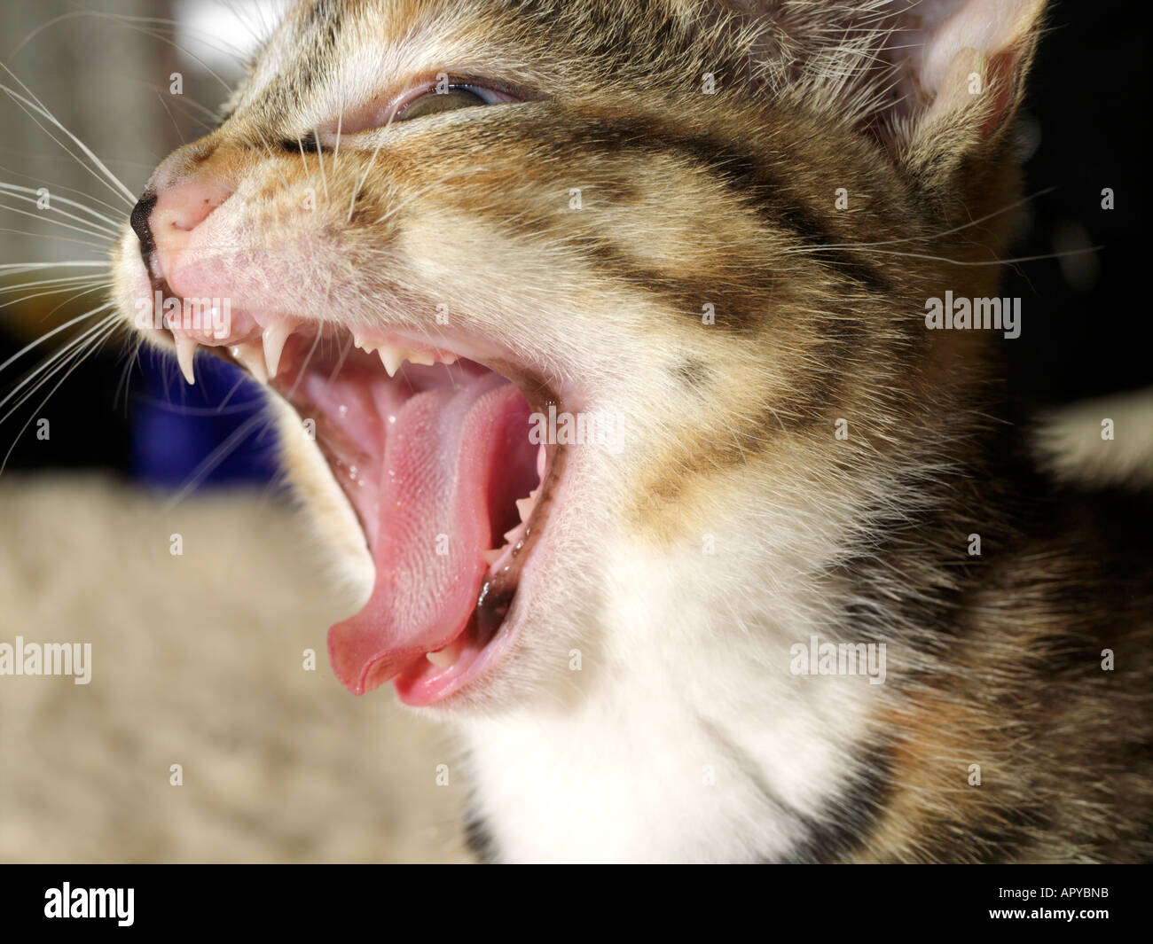 Kitten yawning hi-res stock photography and images - Alamy