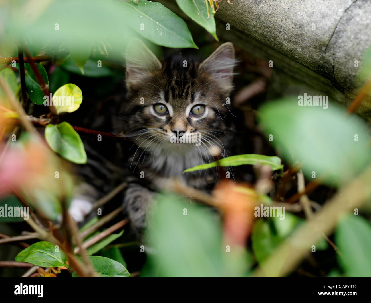 Kitten hiding hi-res stock photography and images - Alamy