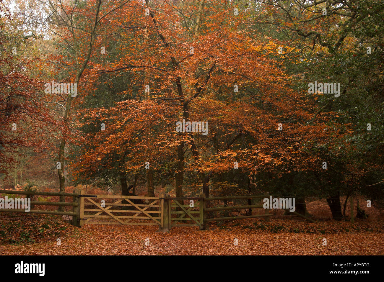 Autumn tree and gate in the New Forest Stock Photo - Alamy