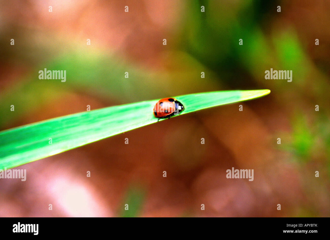 Ladybug on Leaf Stock Photo - Alamy