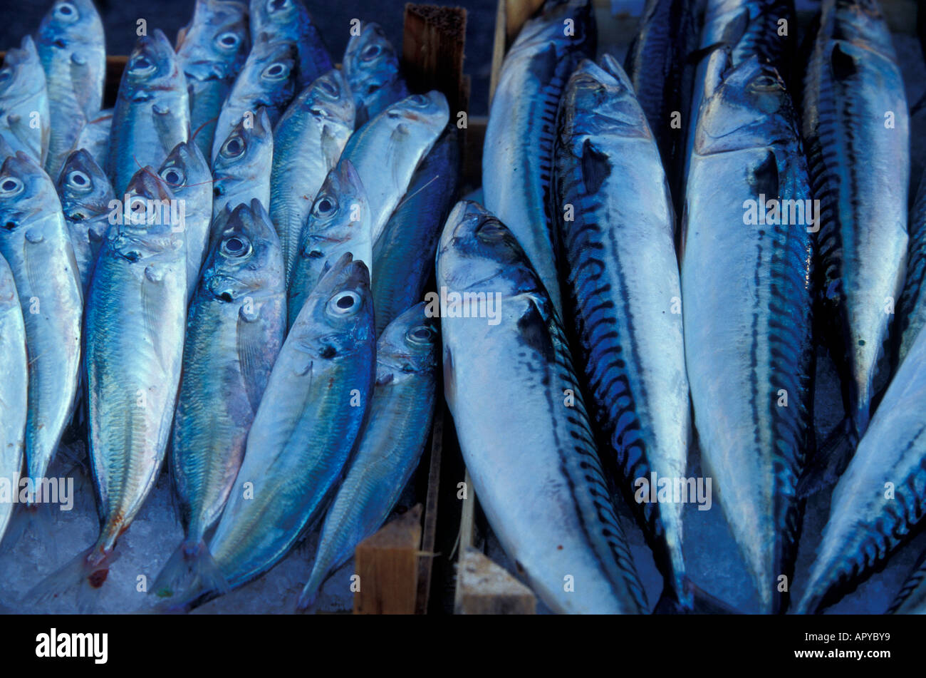 Porticello Harbour, Palermo, Sicily Italy Stock Photo - Alamy