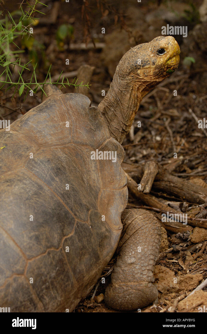 Galapagos Giant Tortoise - Saddleback form female. Charlse Darwin ...