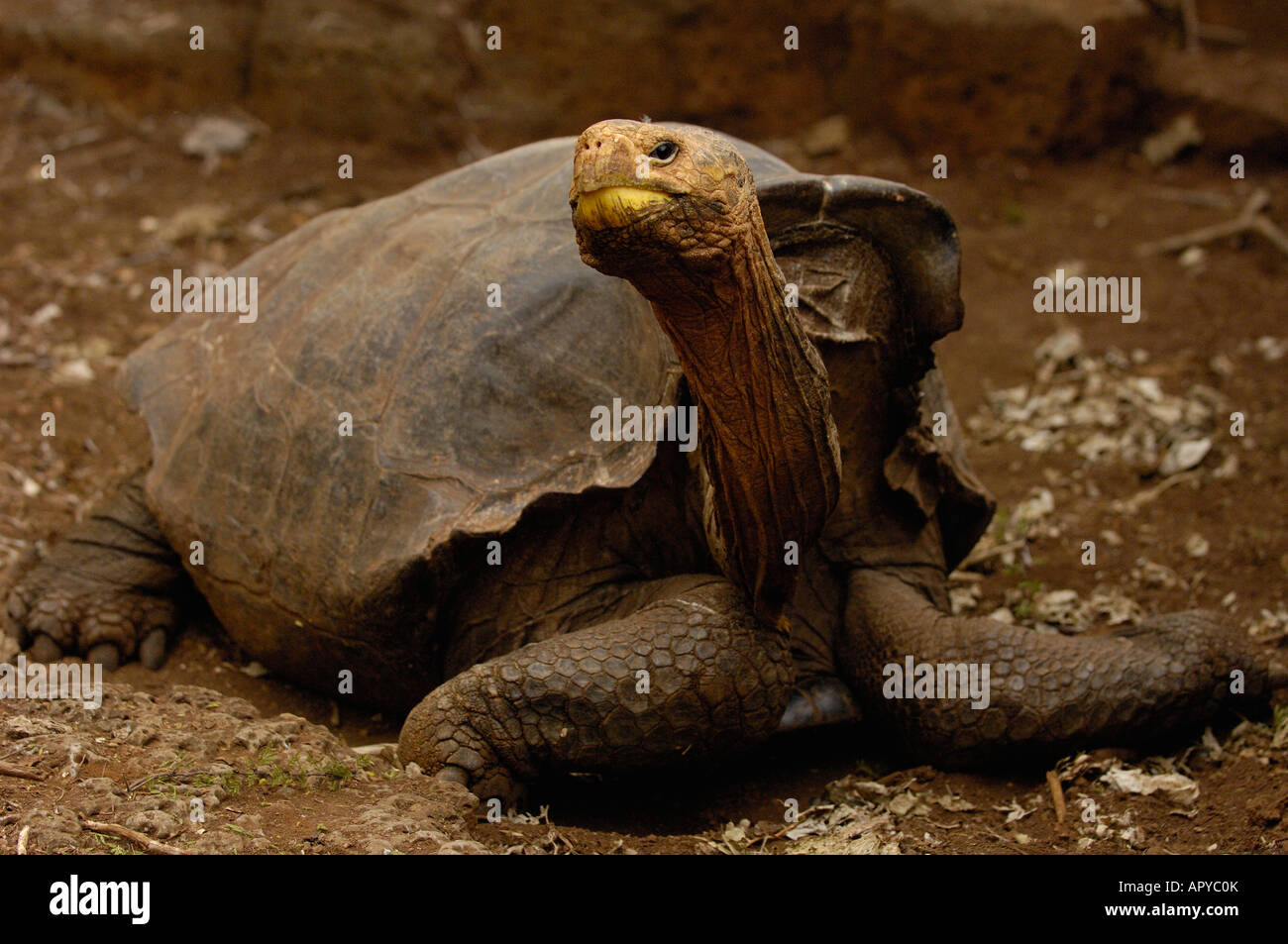 Galapagos Giant Tortoise - Saddleback form female. Charlse Darwin ...
