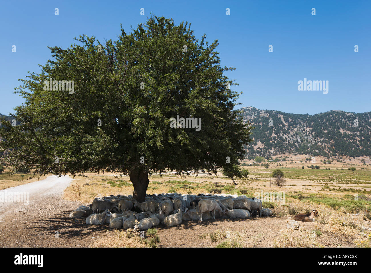 Sheep sheltering under a tree, Omalos Plain, Lefka Ori, Chania Province ...