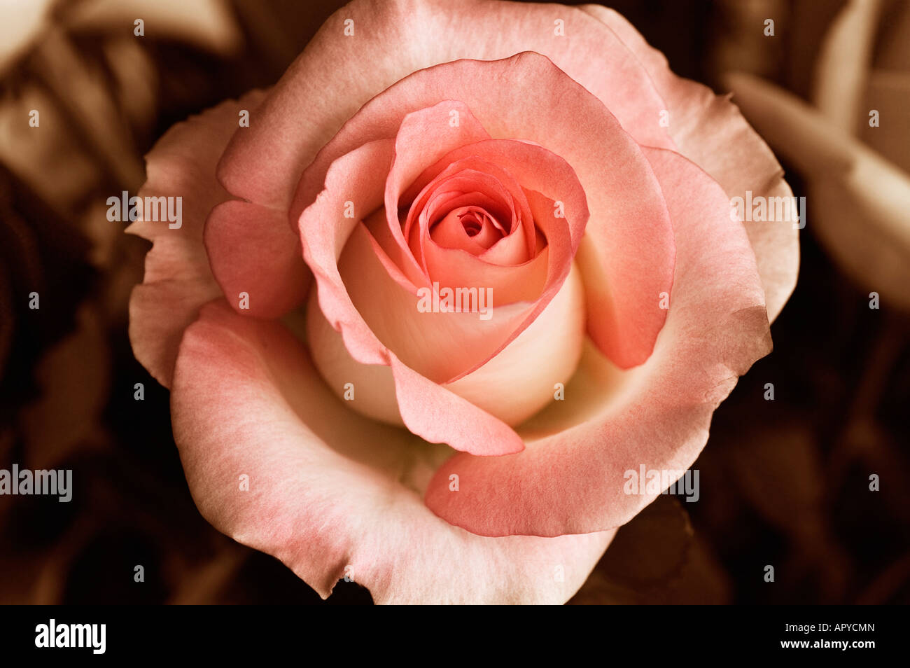 Pink rose pink parfait Stock Photo - Alamy