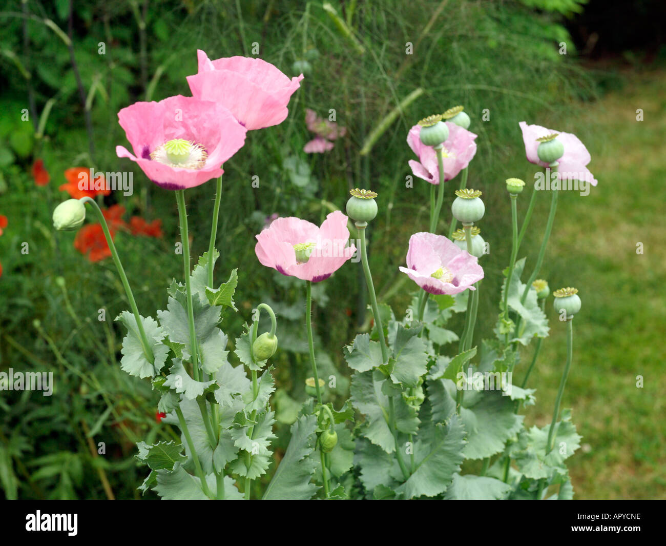 Pink Poppies Buds Flowers and Seed Pods Stock Photo - Alamy