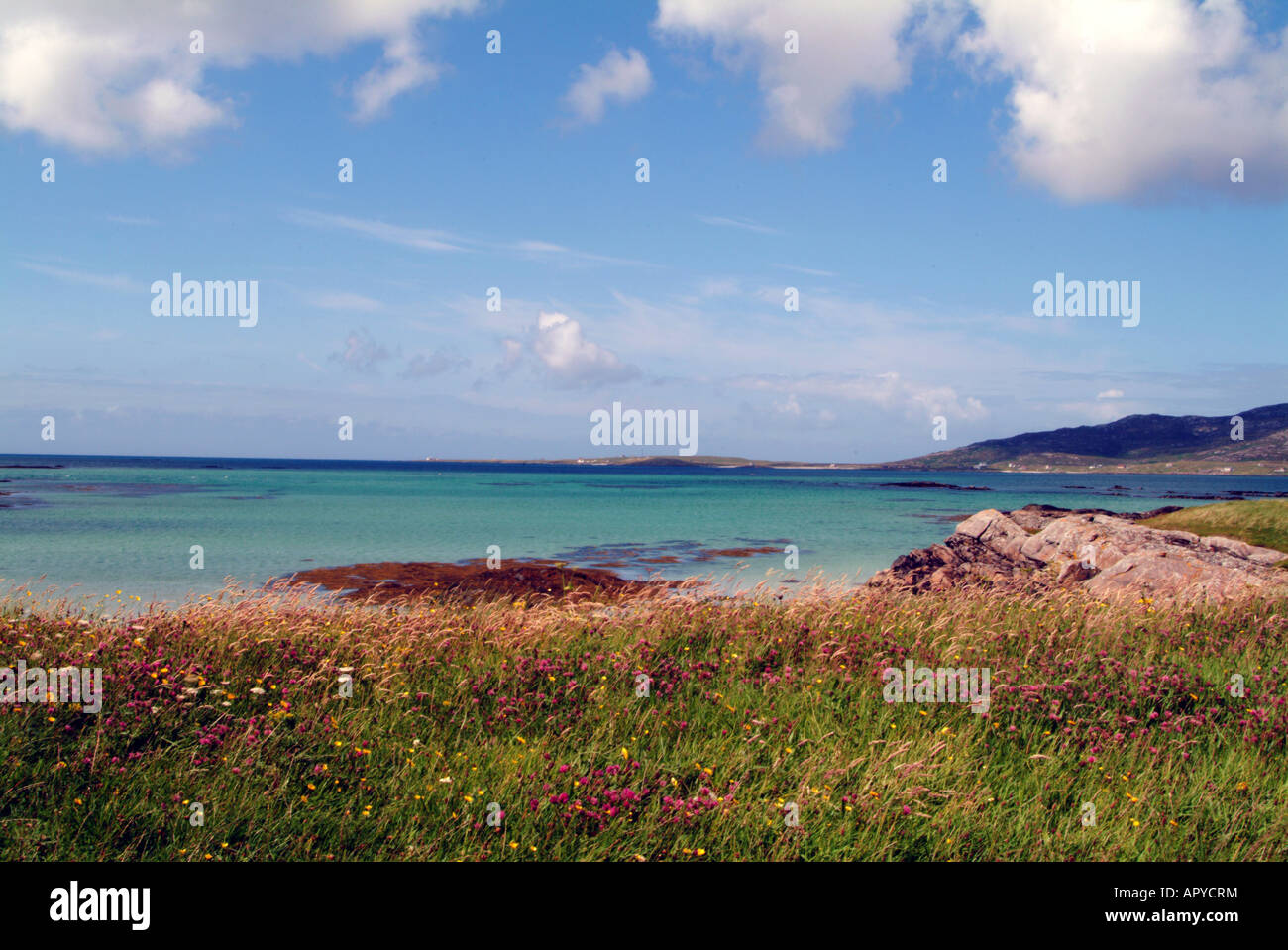 summer flowers west coast beach on the isle of eriskay western isles ...