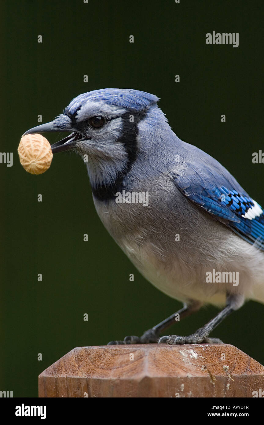 North American Blue Jay Stock Photo - Alamy