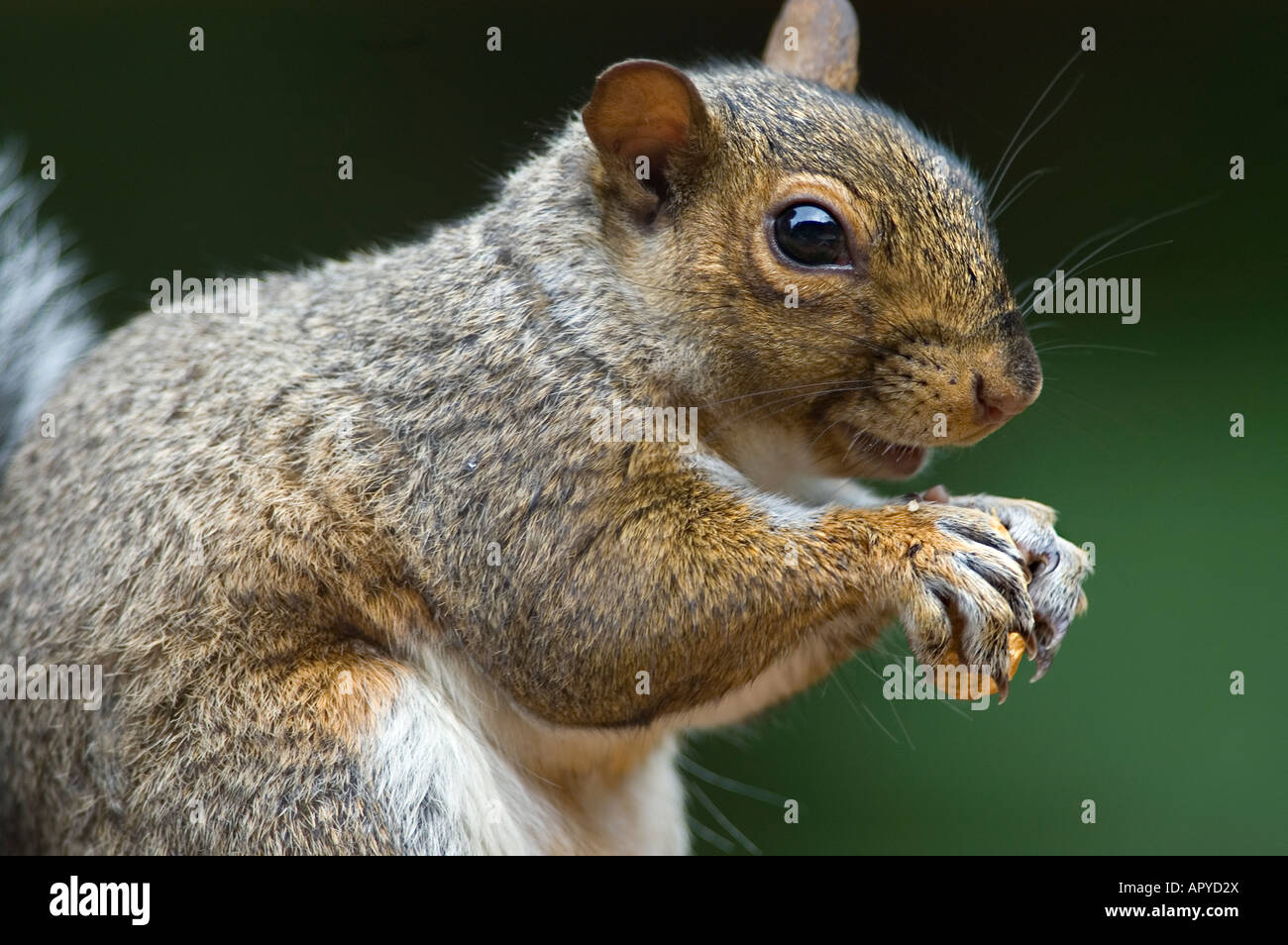 North American Squirrel Stock Photo - Alamy