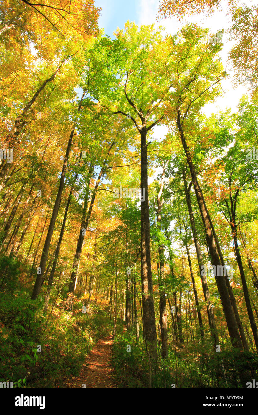 Raven Cliff Falls Trail High Resolution Stock Photography and Images ...