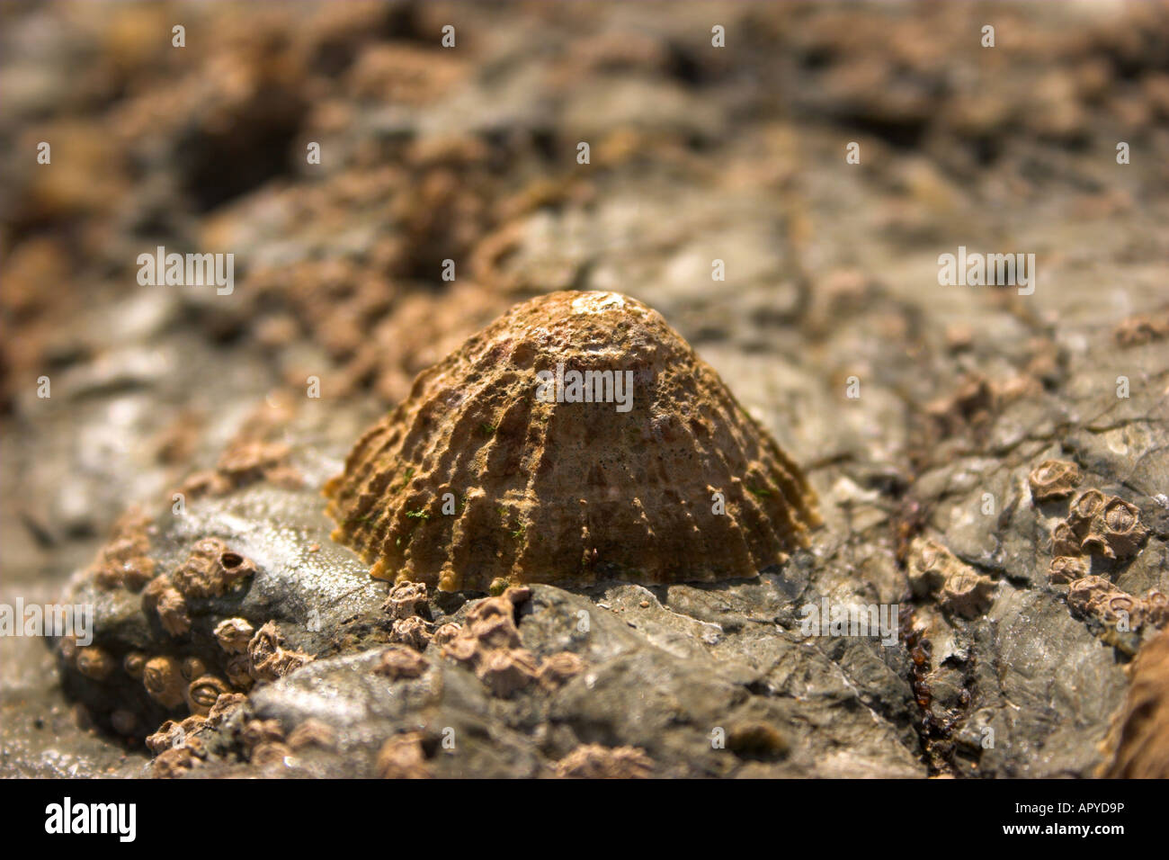 Limpit hi-res stock photography and images - Alamy
