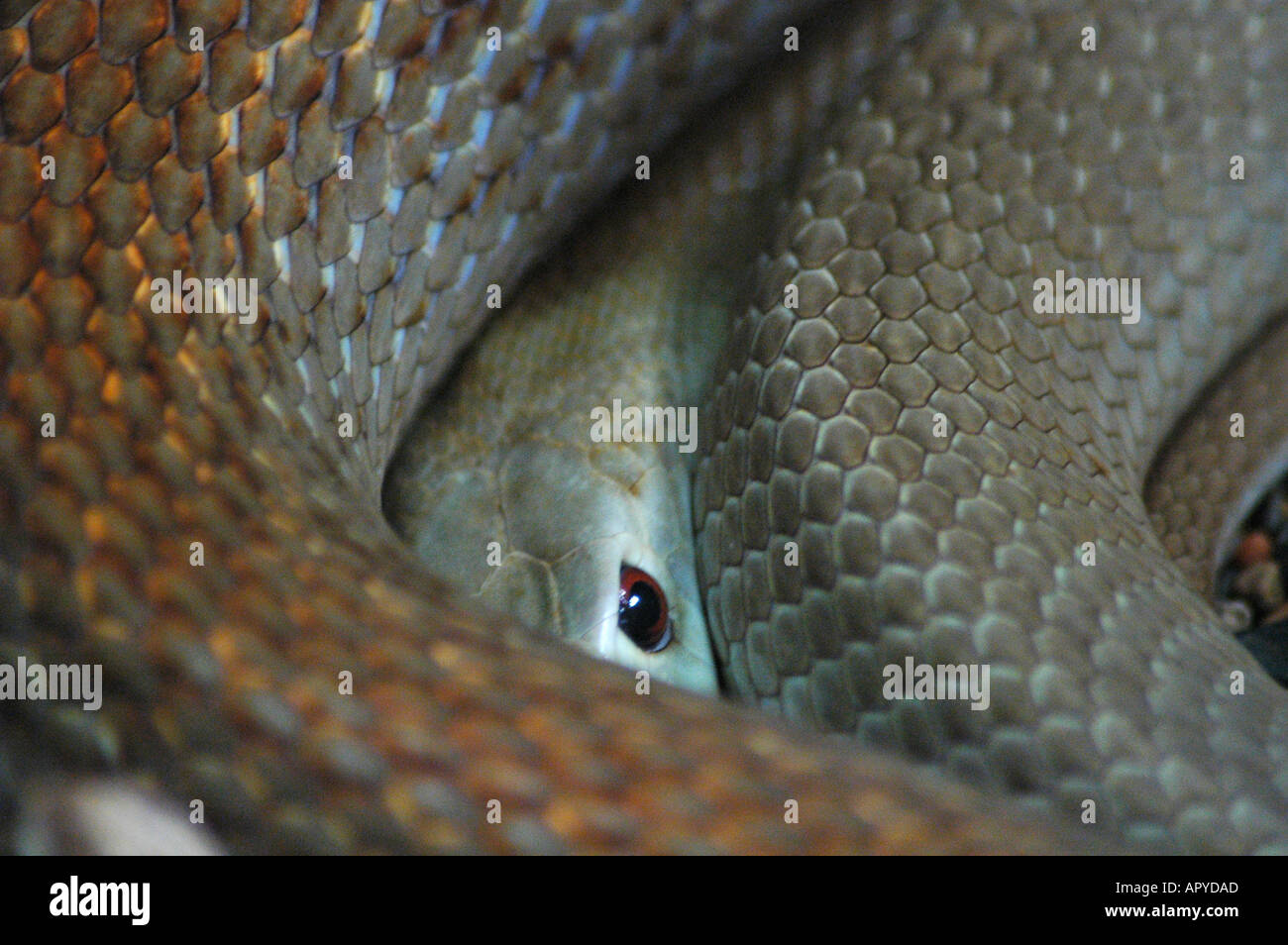 A curled up Eastern Brown snake, Melbourne Zoo, Melbourne, Victoria ...