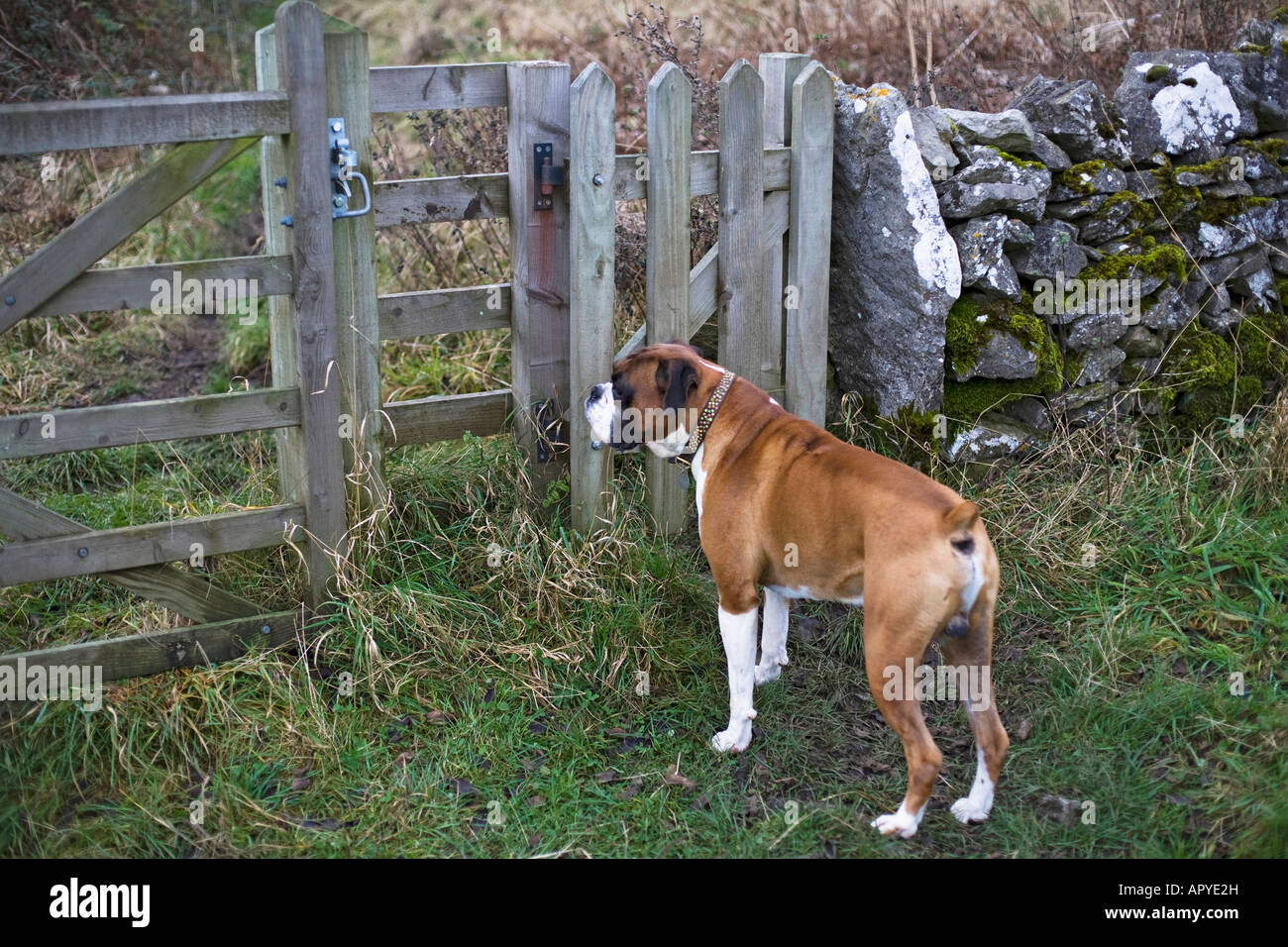 Dog at Gate Stock Photo - Alamy