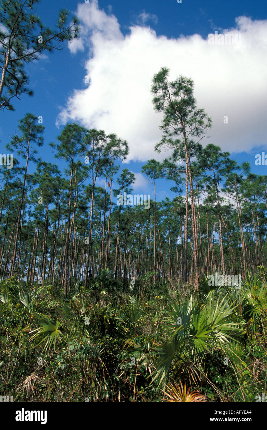 Rare forest type hi-res stock photography and images - Alamy