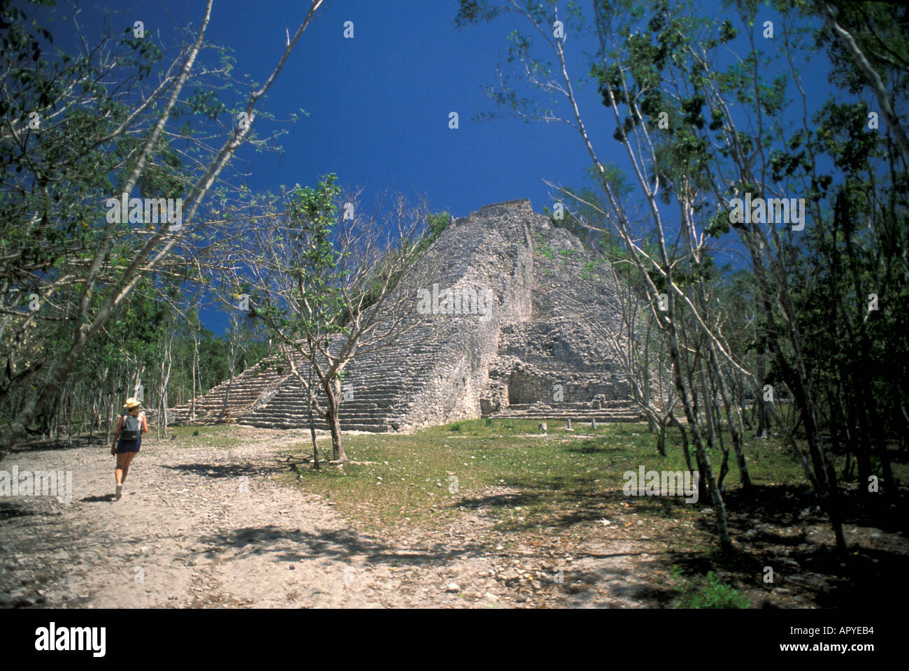 Mexico Yucatan Coba pyramid Nohoch Mul Maya ruins Stock Photo - Alamy