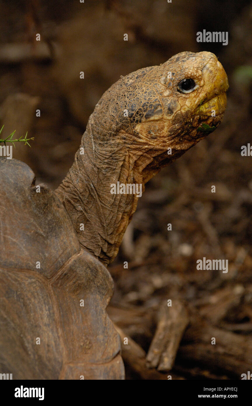 Galapagos Giant Tortoise - Saddleback form female. Charlse Darwin ...