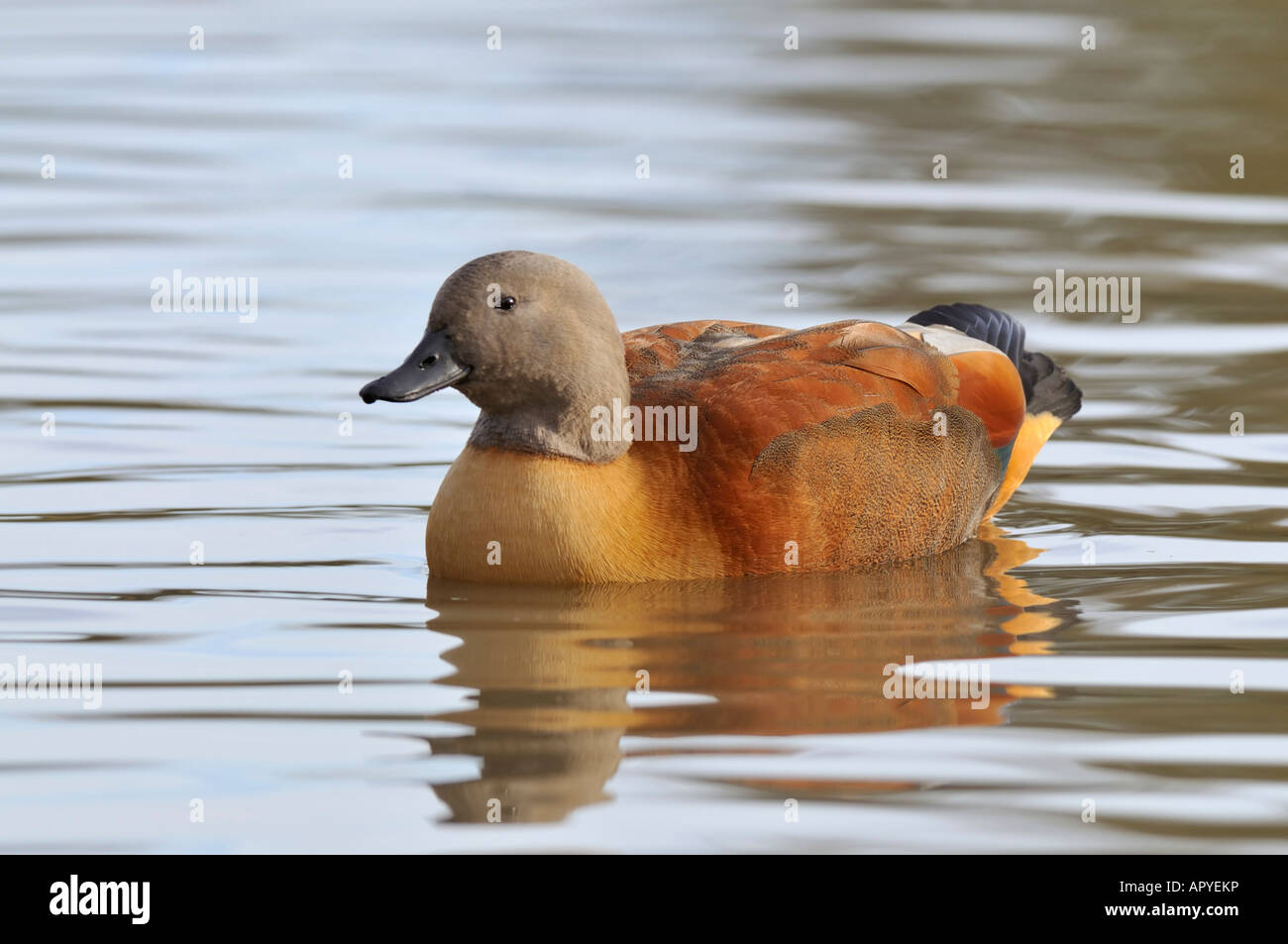 South African Shelduck Tadorna cana Male Stock Photo - Alamy