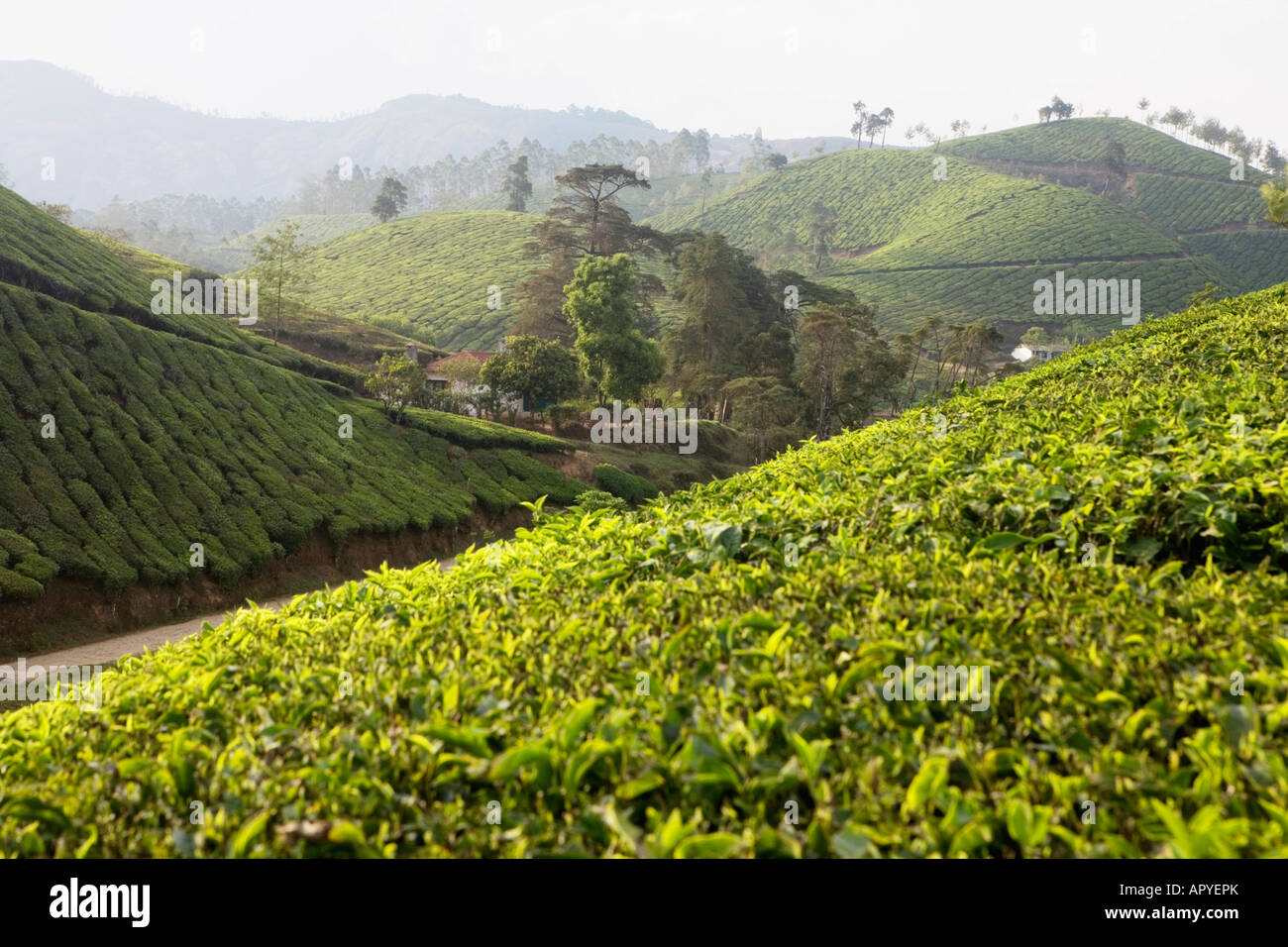 Tata tea plantations munnar hi-res stock photography and images - Alamy