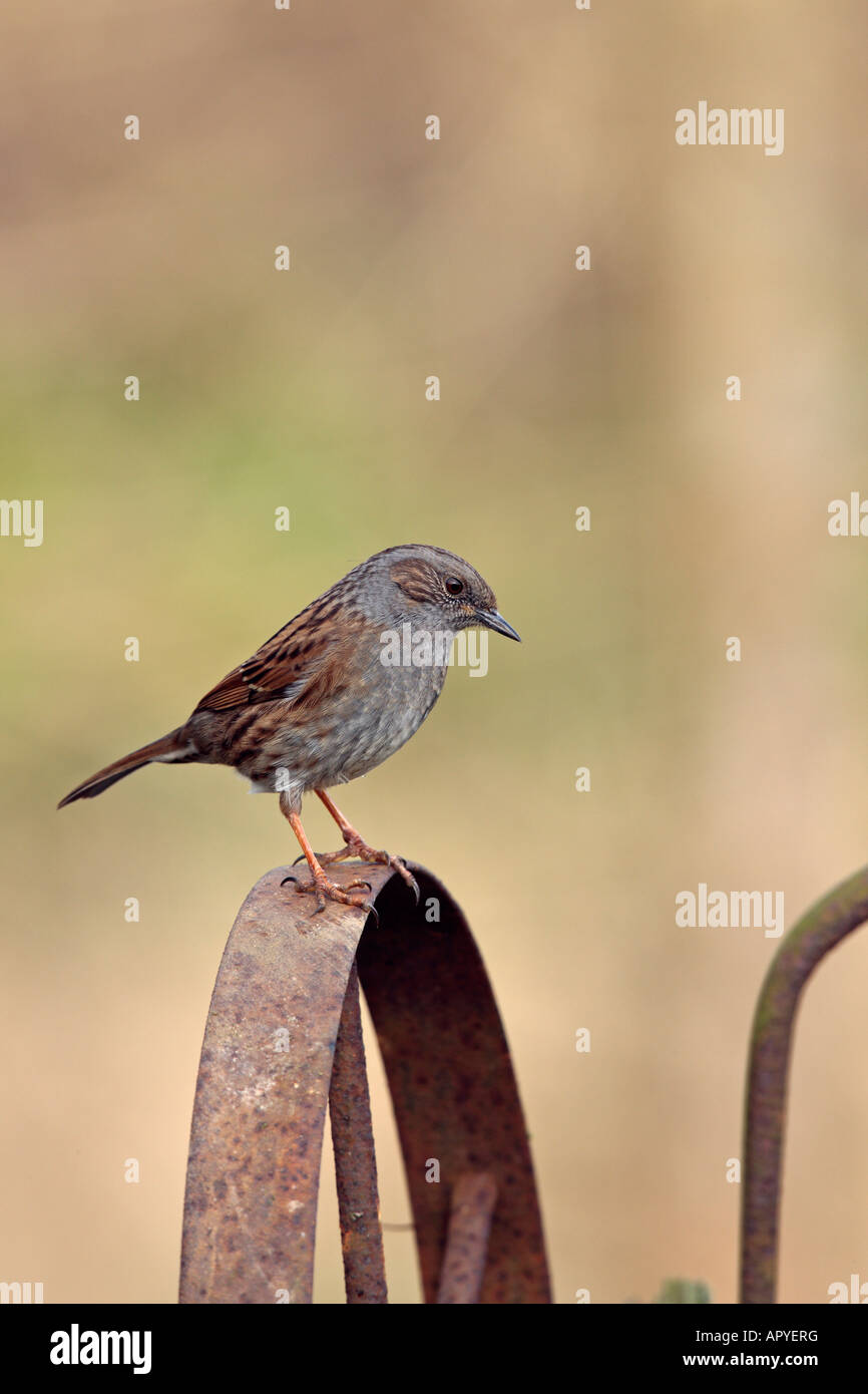 Push hoe hi-res stock photography and images - Alamy