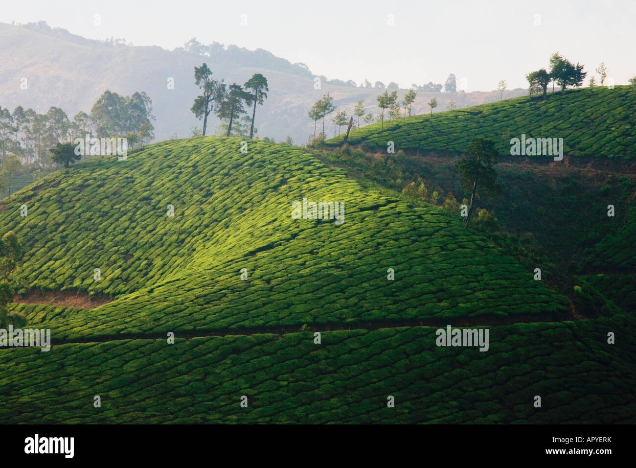 Tata tea plantations munnar hi-res stock photography and images - Alamy