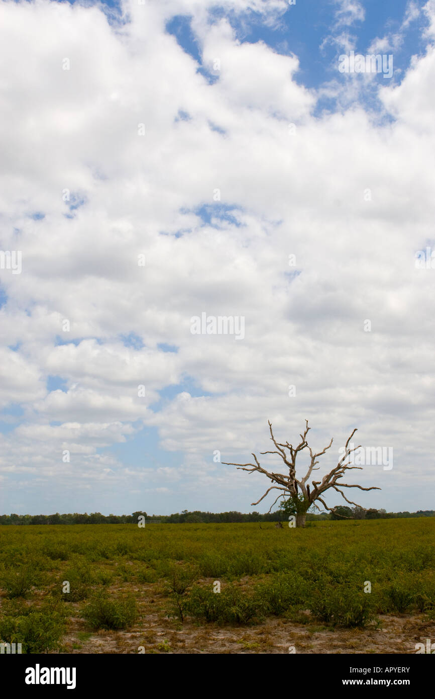 Dead Tree in a Field Stock Photo - Alamy