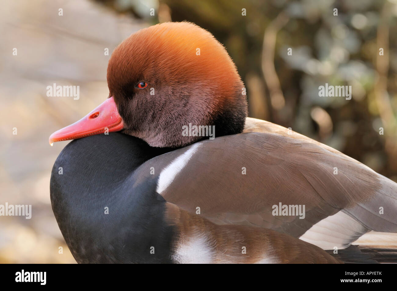 Red Crested Pochard Netta rufina Male Stock Photo - Alamy