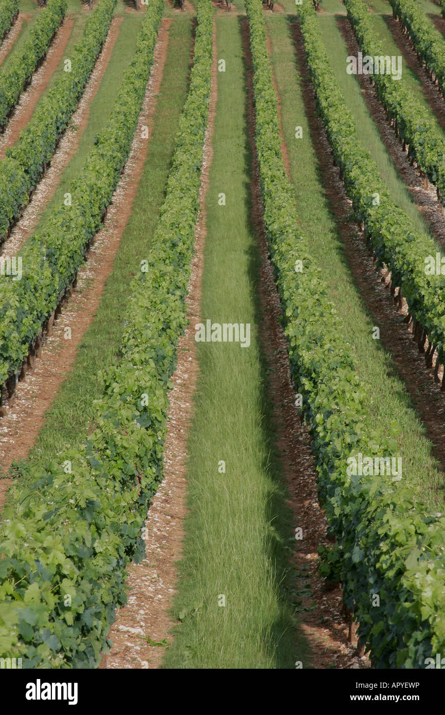 Vertical format perspective view of rows of trimmed green vineyard in ...