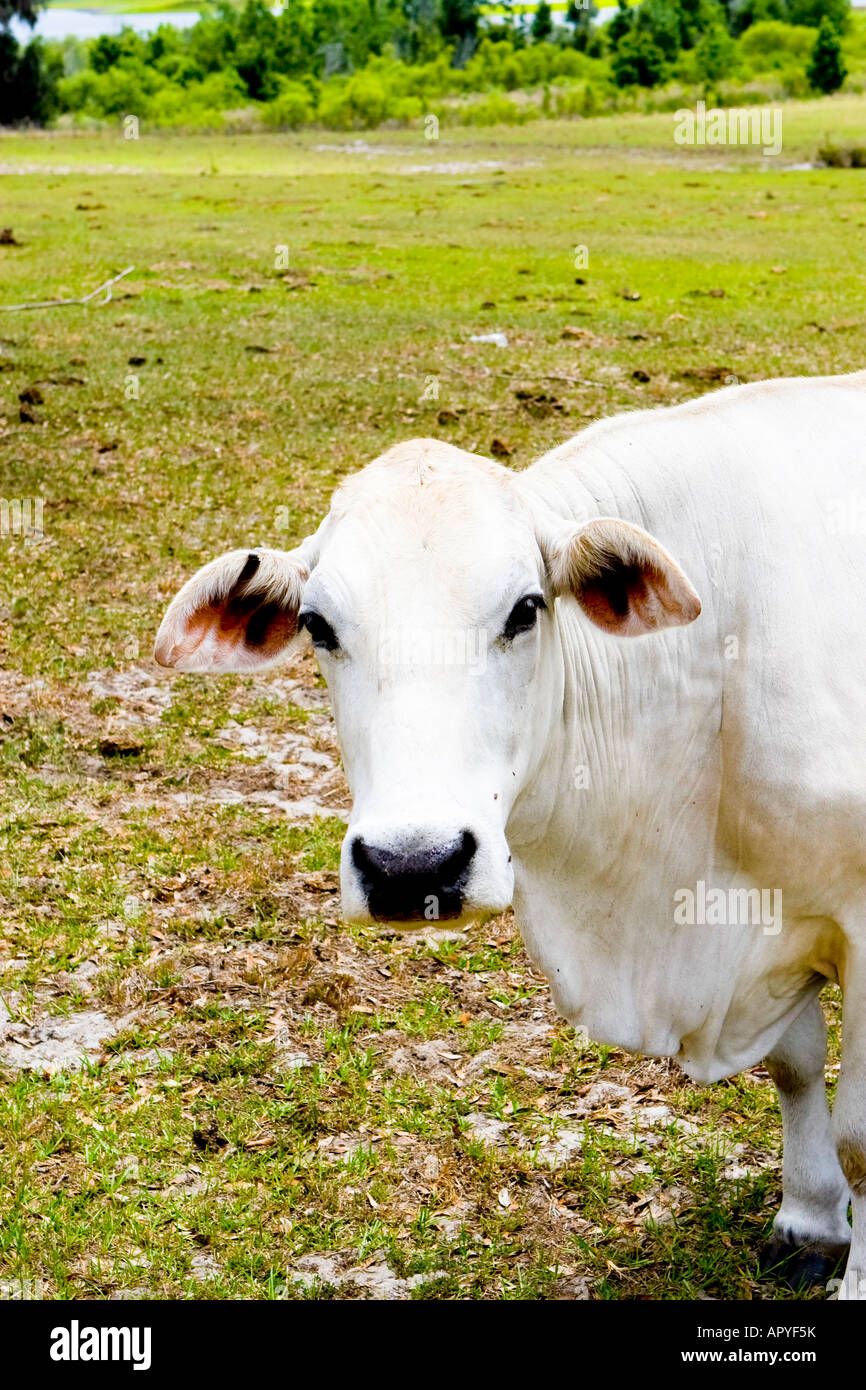 White Cow in Field Stock Photo - Alamy
