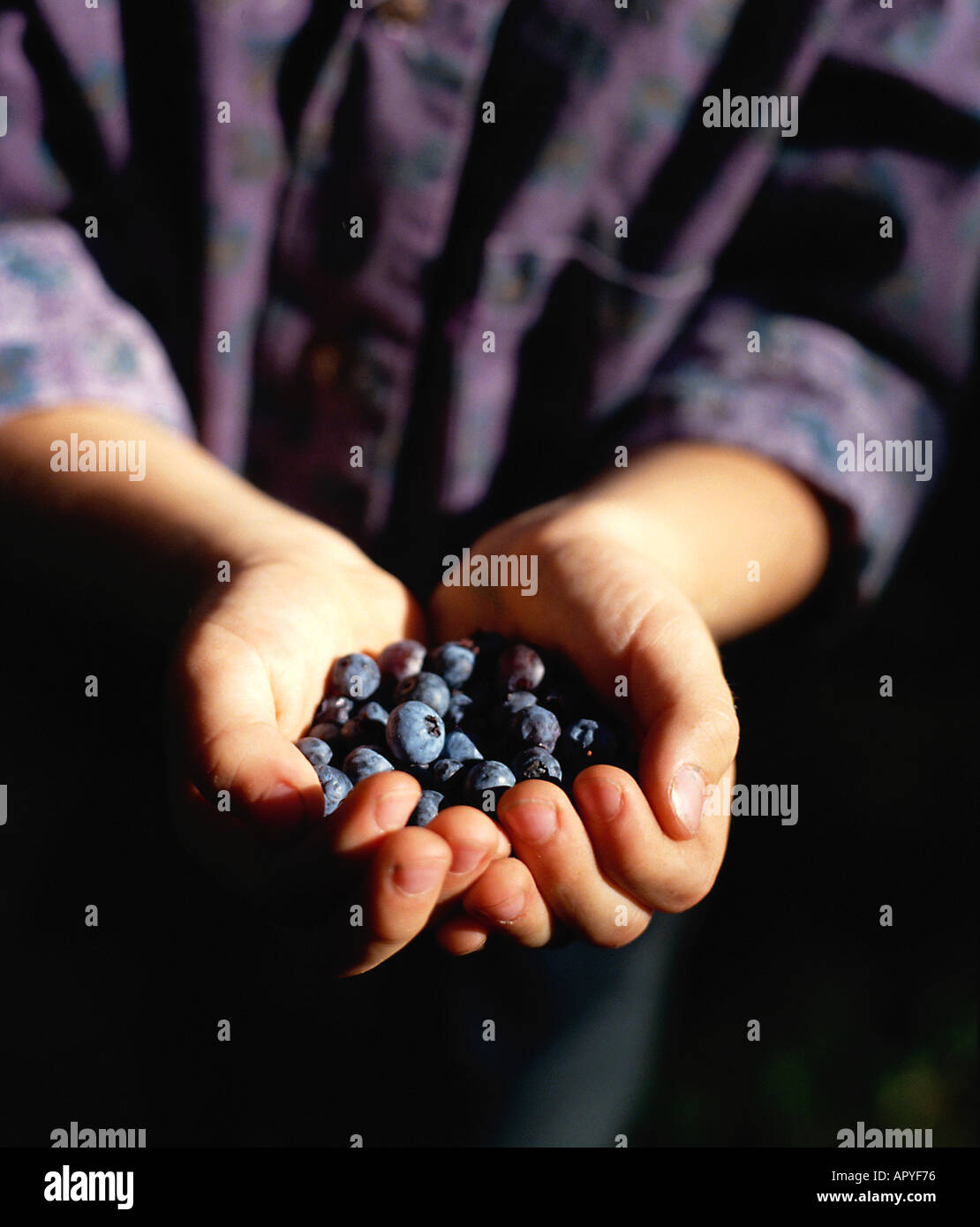 Young Boy 7 years old cupping Blueberries in his hands Stock Photo - Alamy