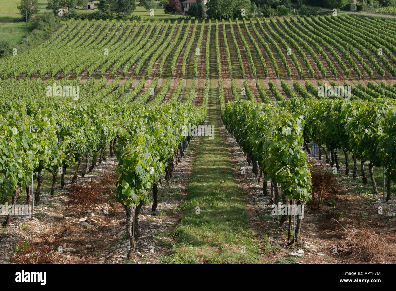 Green vines in a French vineyard in rolling countryside Stock Photo - Alamy