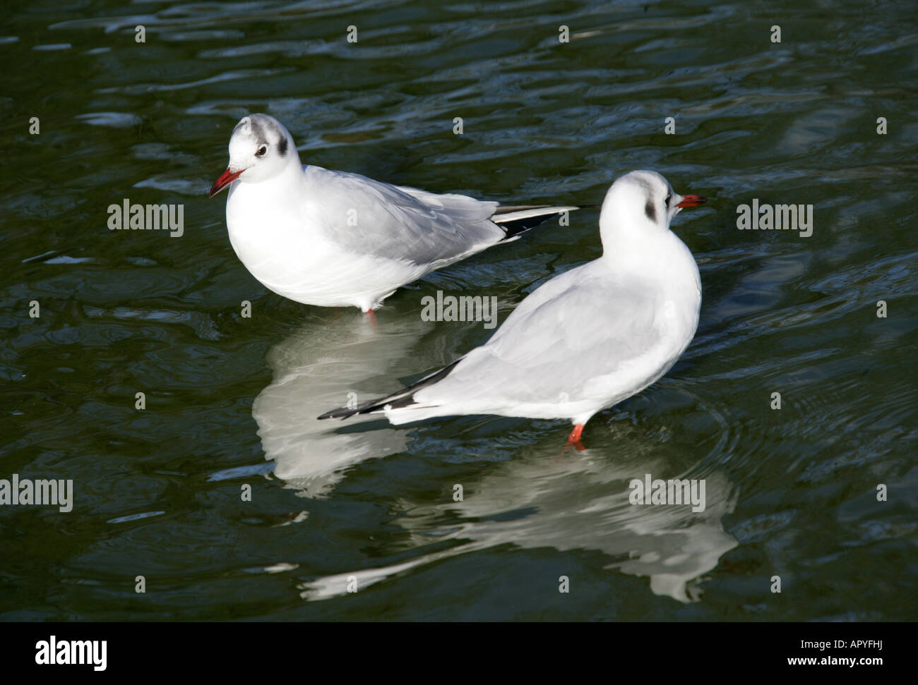 Black -headed Gull, Chroicocephalus ridibundus, Laridae Stock Photo - Alamy