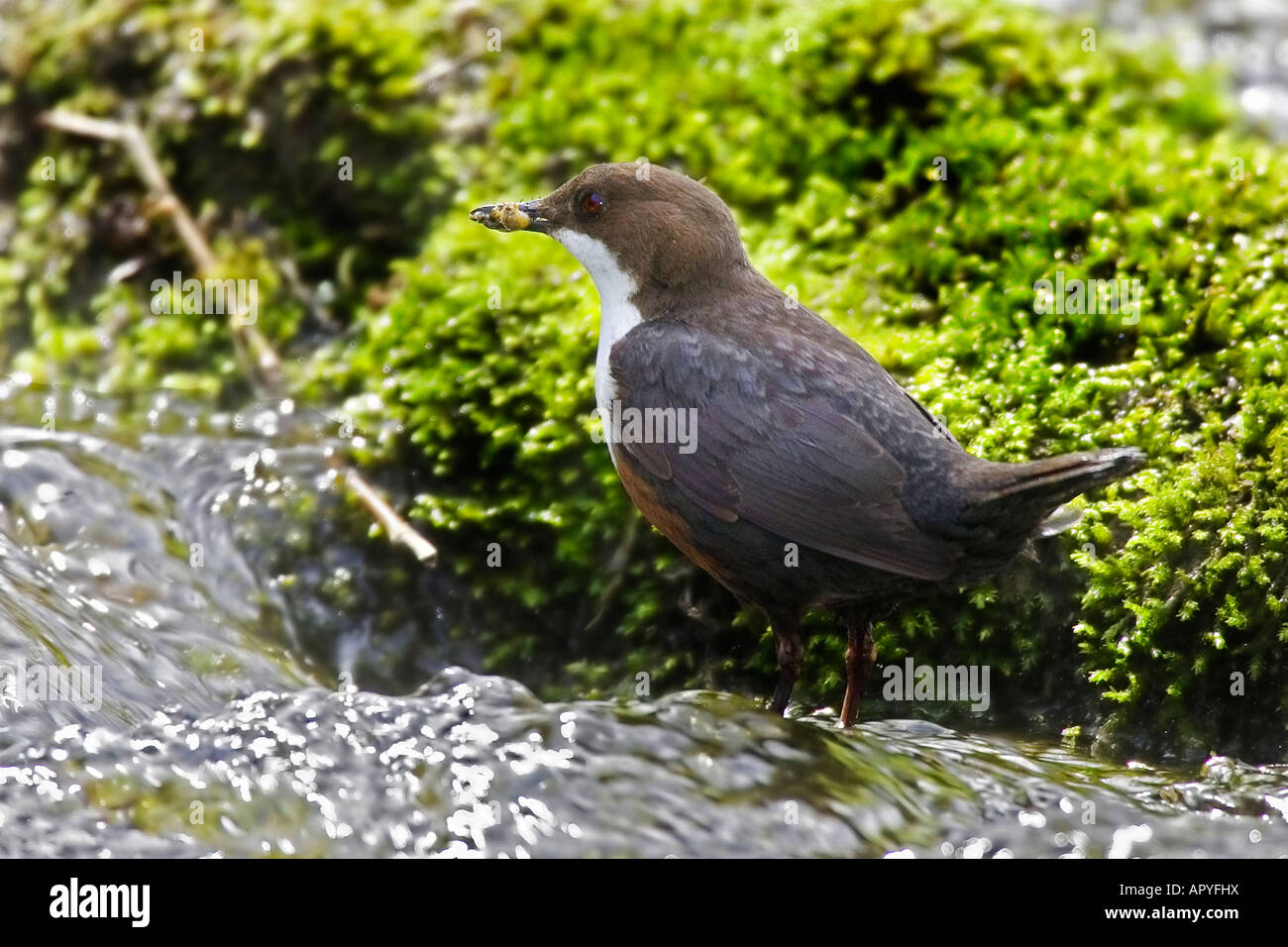 Posing dipper hi-res stock photography and images - Alamy
