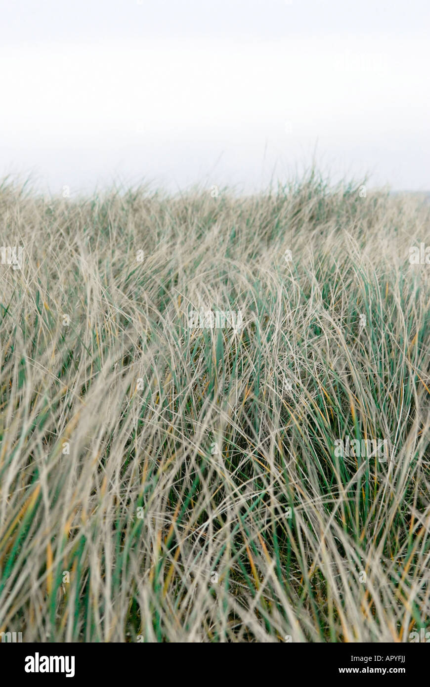 A colour portrait of long grass blowing in the wind Stock Photo - Alamy