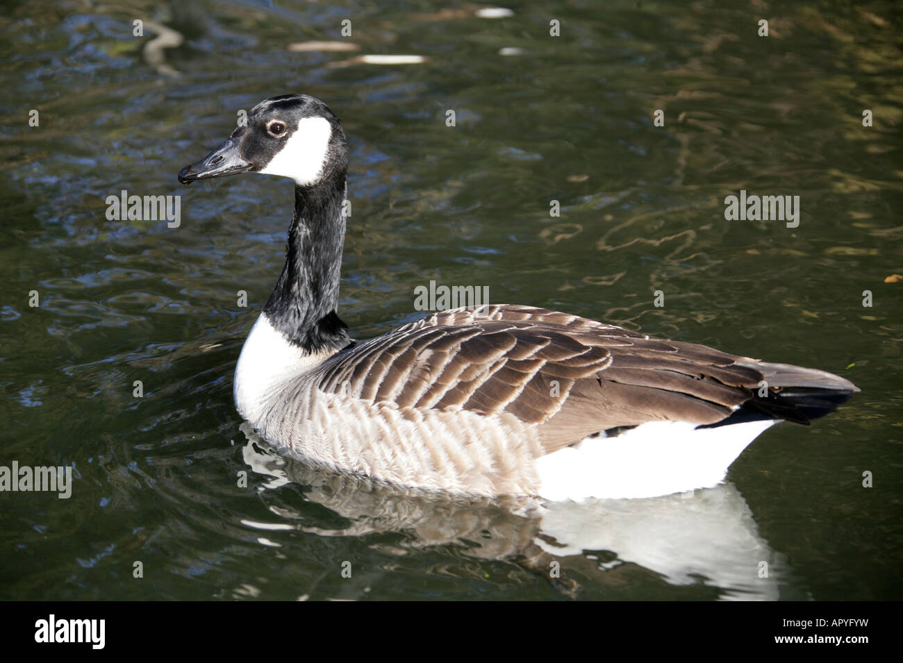 Canada Goose Geese, Branta canadensis, Anatidae Stock Photo - Alamy