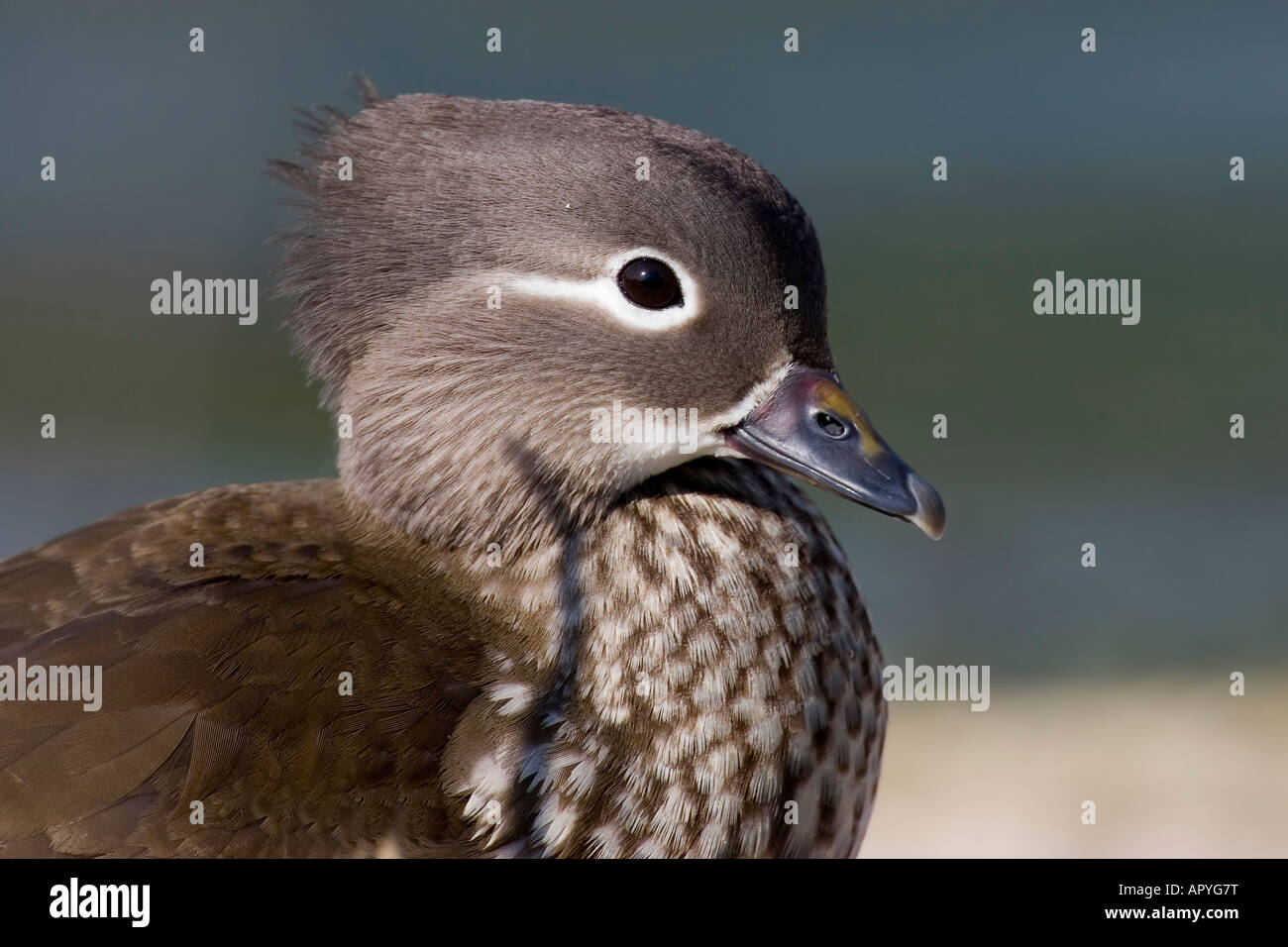 Manderin duck hi-res stock photography and images - Alamy